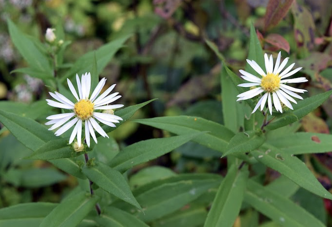 Plant Spotlight On Swamp Aster - iScape